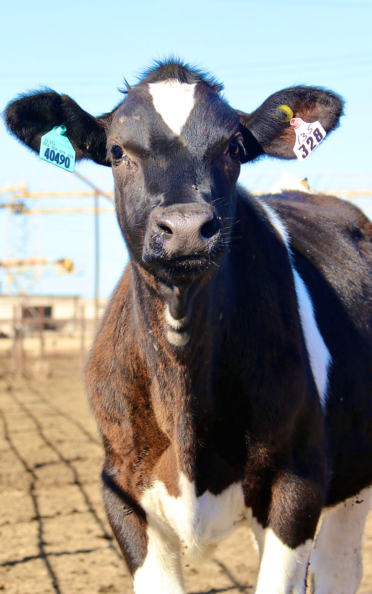 About CCA – California Cattlemen's Association