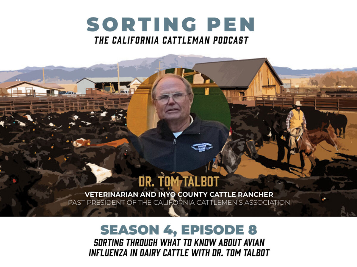 Sorting through what to know about avian influenza in dairy cattle with ...