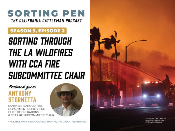 Sorting through the LA Wildfires with CCA Fire Subcommittee Chair ...