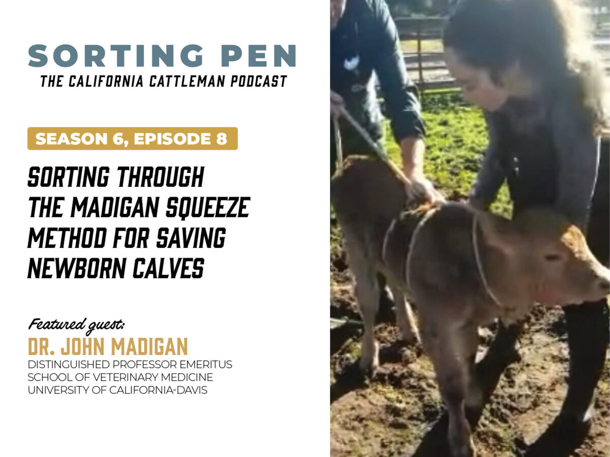 Sorting through the Madigan Squeeze method for saving newborn calves ...
